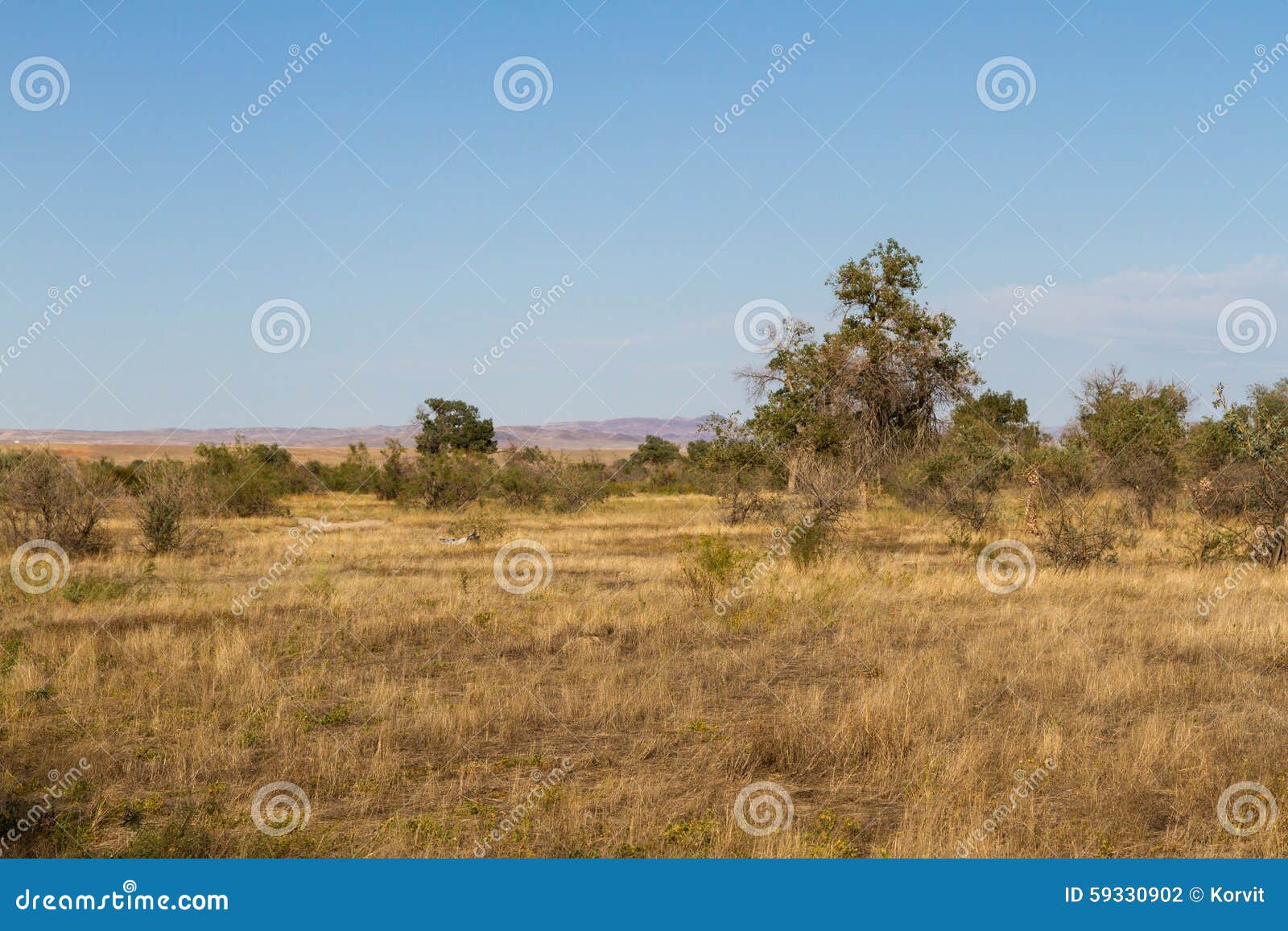 Steppe stock photo. Image of drought, backgrounds, nature - 59330902