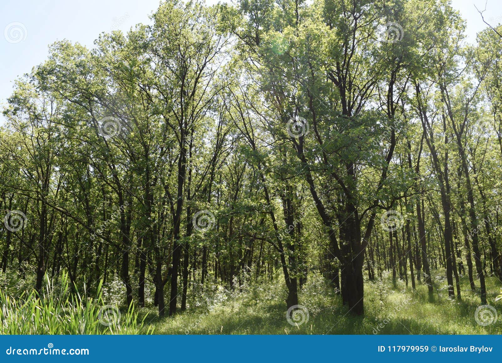 Steppe trees foliage stock image. Image of flora, environment - 117979959