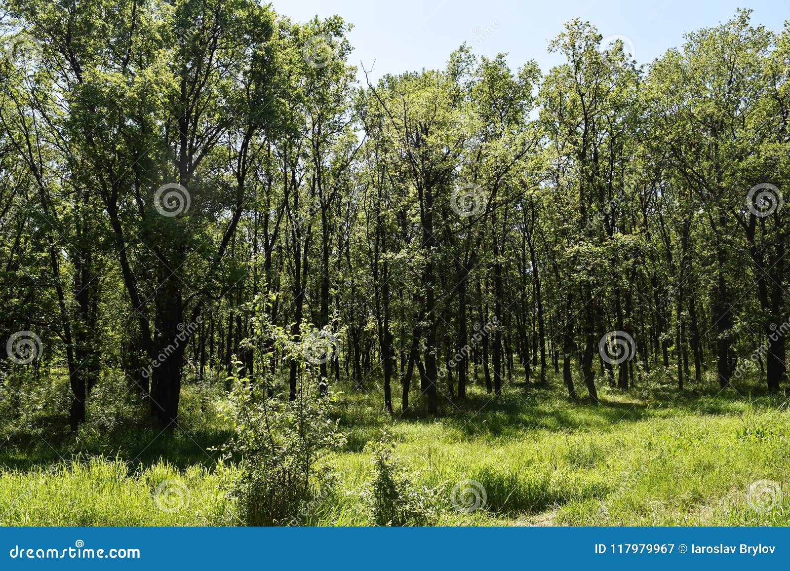 Steppe trees foliage stock image. Image of garden, kherson - 117979967