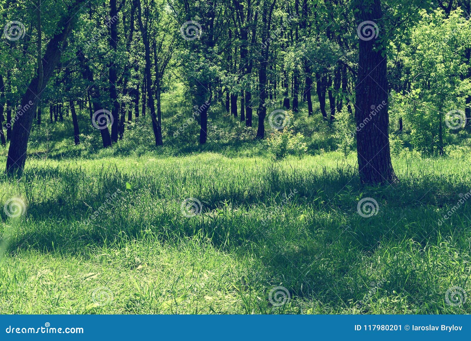 Steppe trees foliage stock image. Image of green, landscape - 117980201