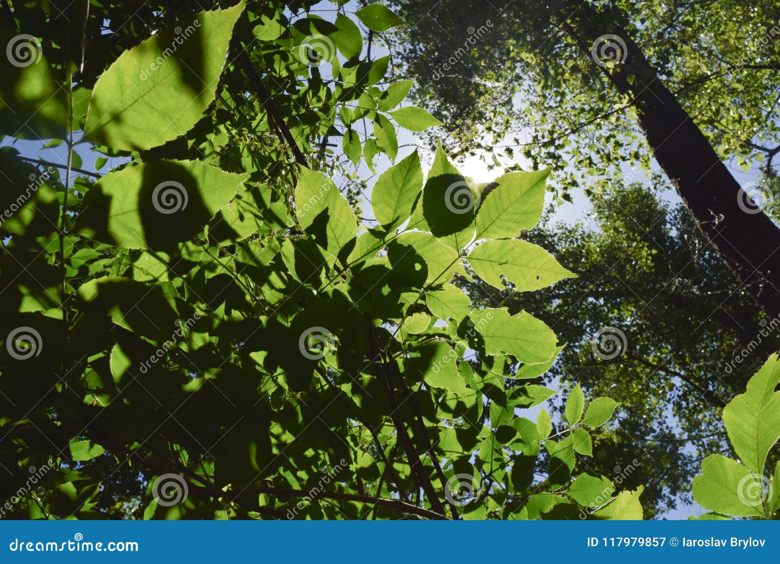 Steppe trees foliage stock image. Image of bright, biospherereserve ...