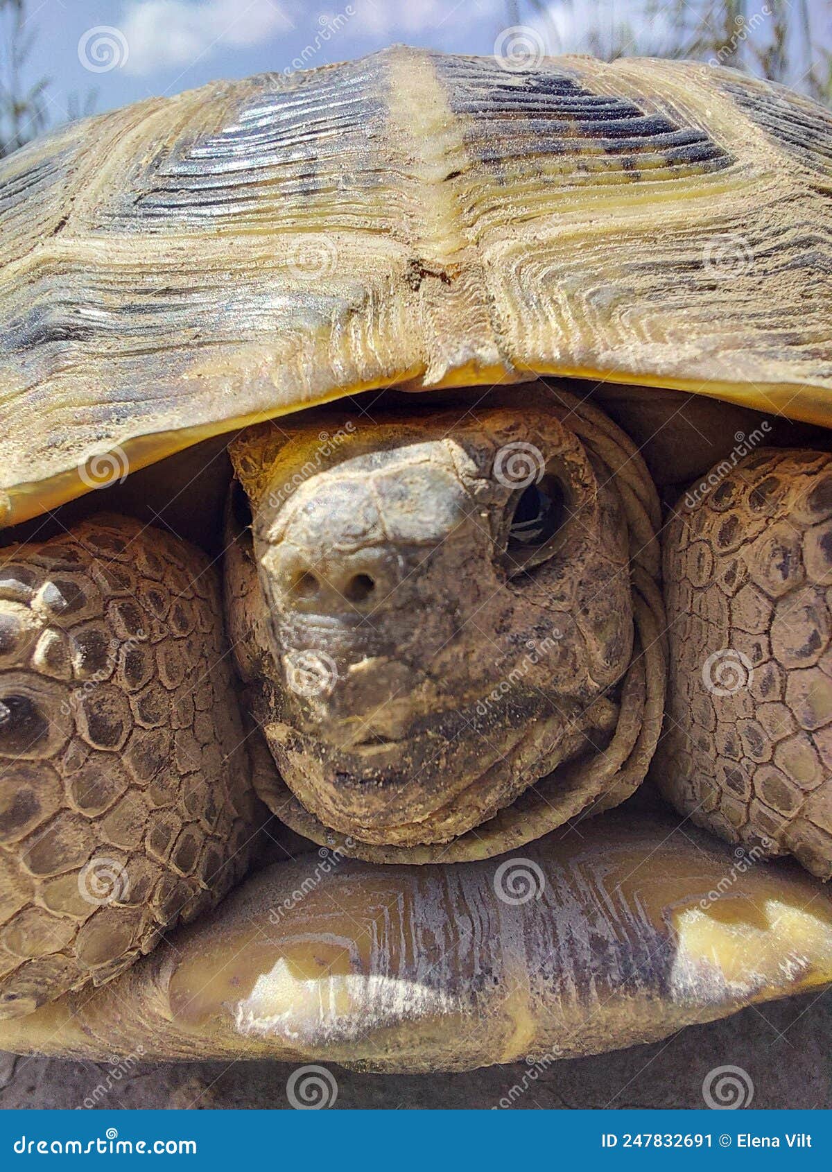 Steppe turtle stock image. Image of wildlife, temple - 247832691