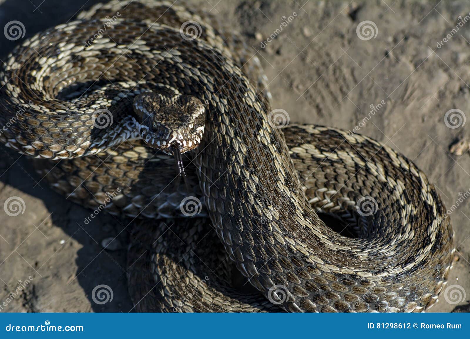 Steppe Viper Basking in the Sun. Stock Photo - Image of humans, wild ...