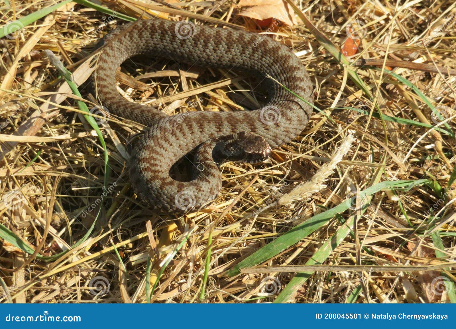 Steppe viper on the grass stock image. Image of anxiety - 200045501