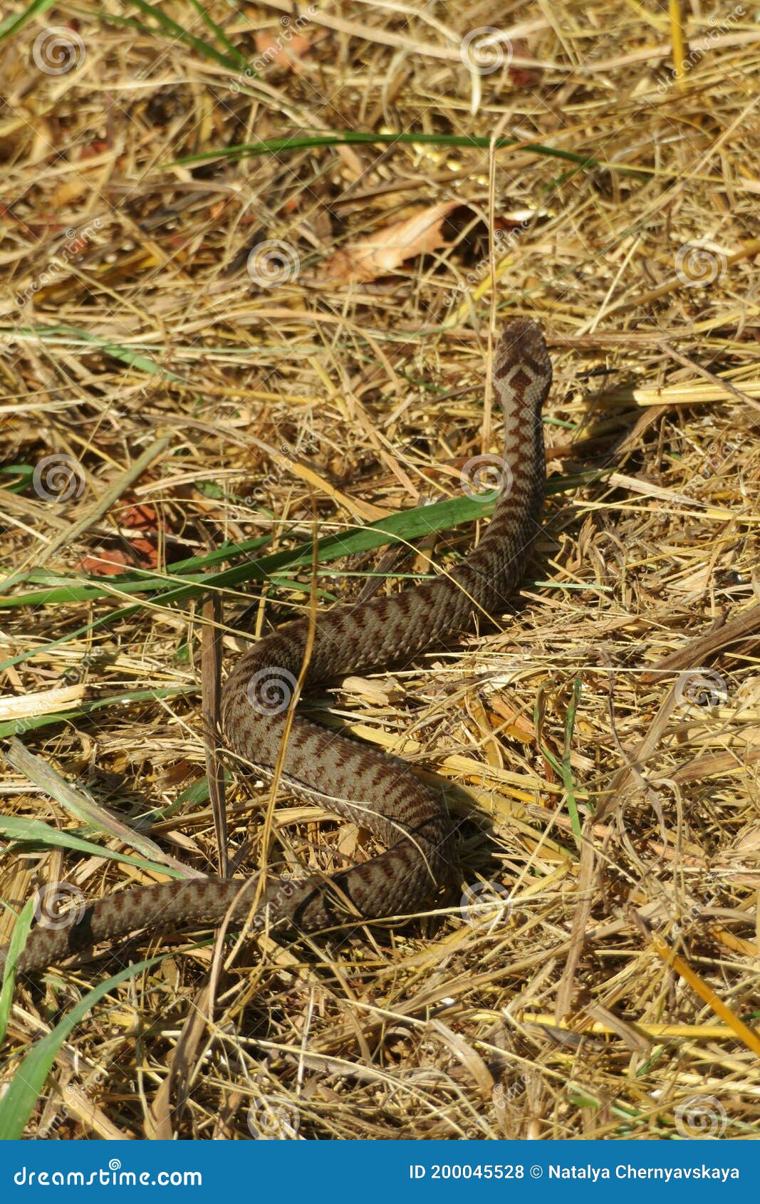 Steppe viper on the grass stock photo. Image of creature - 200045528