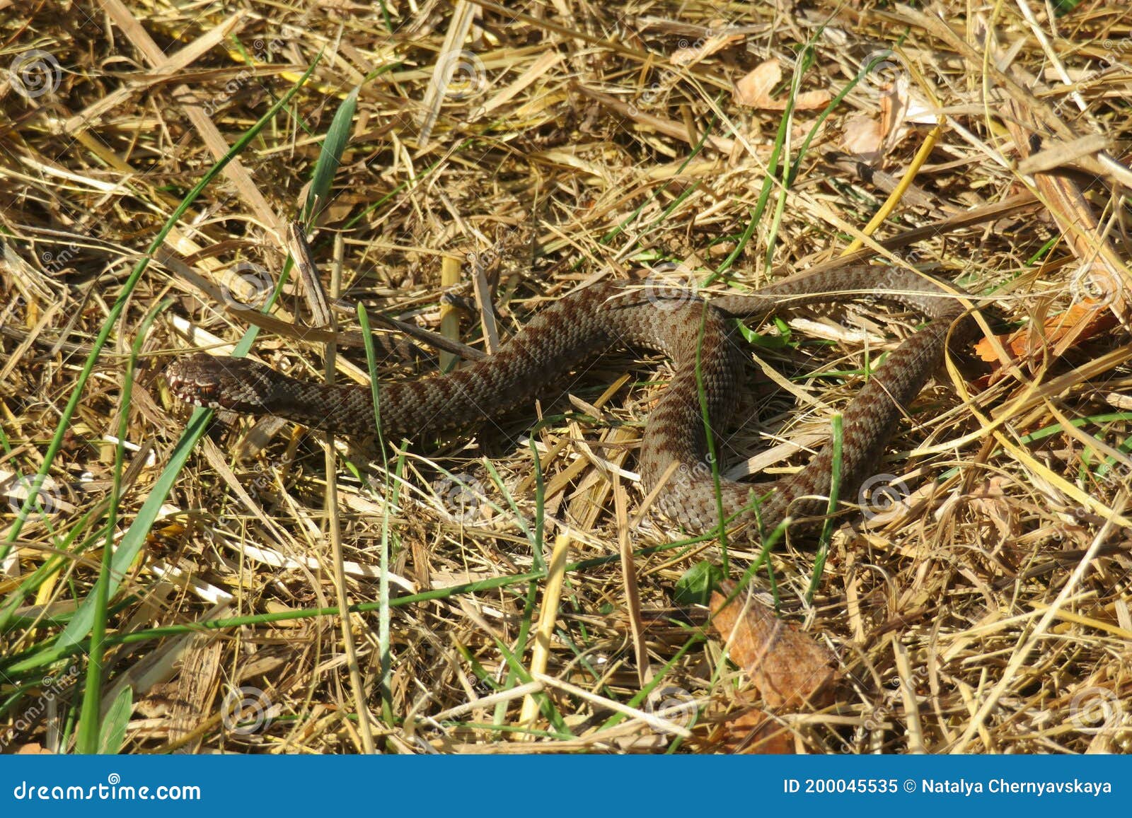 Steppe viper on the grass stock image. Image of animal - 200045535