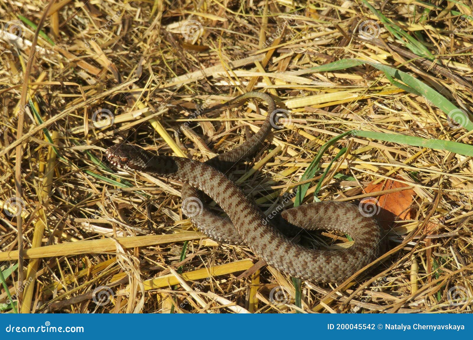 Steppe viper on the grass stock photo. Image of grass - 200045542