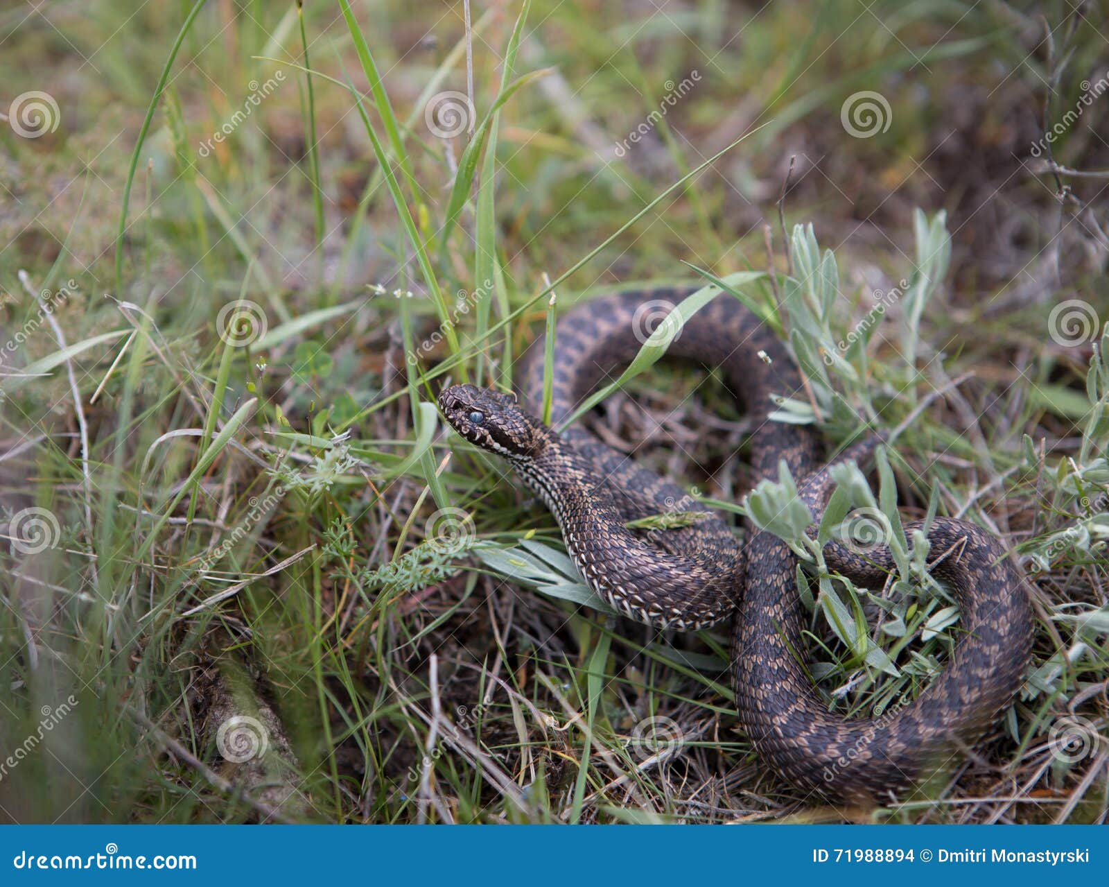 The Steppe Viper in a Pose of Attack Stock Photo - Image of spring ...