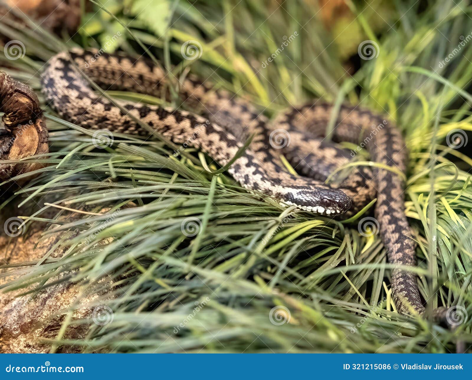 The Steppe Viper, Vipera Ursinii Moves in the Grass Stock Photo - Image ...