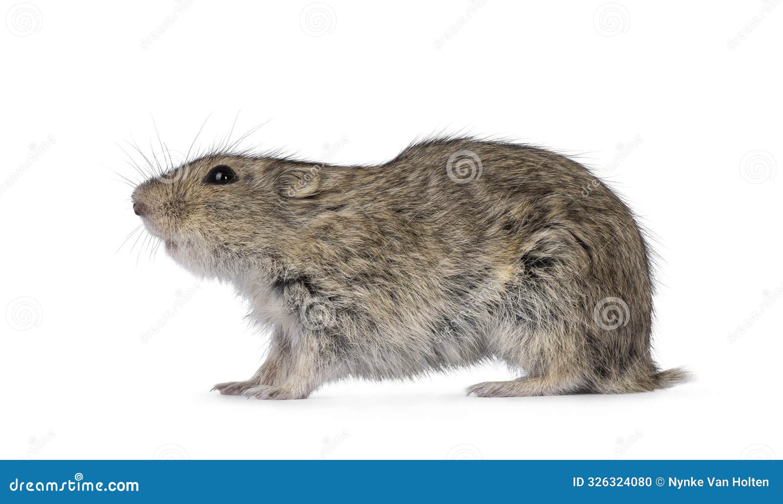 Steppe Vole on White Background Stock Photo - Image of nature, view ...