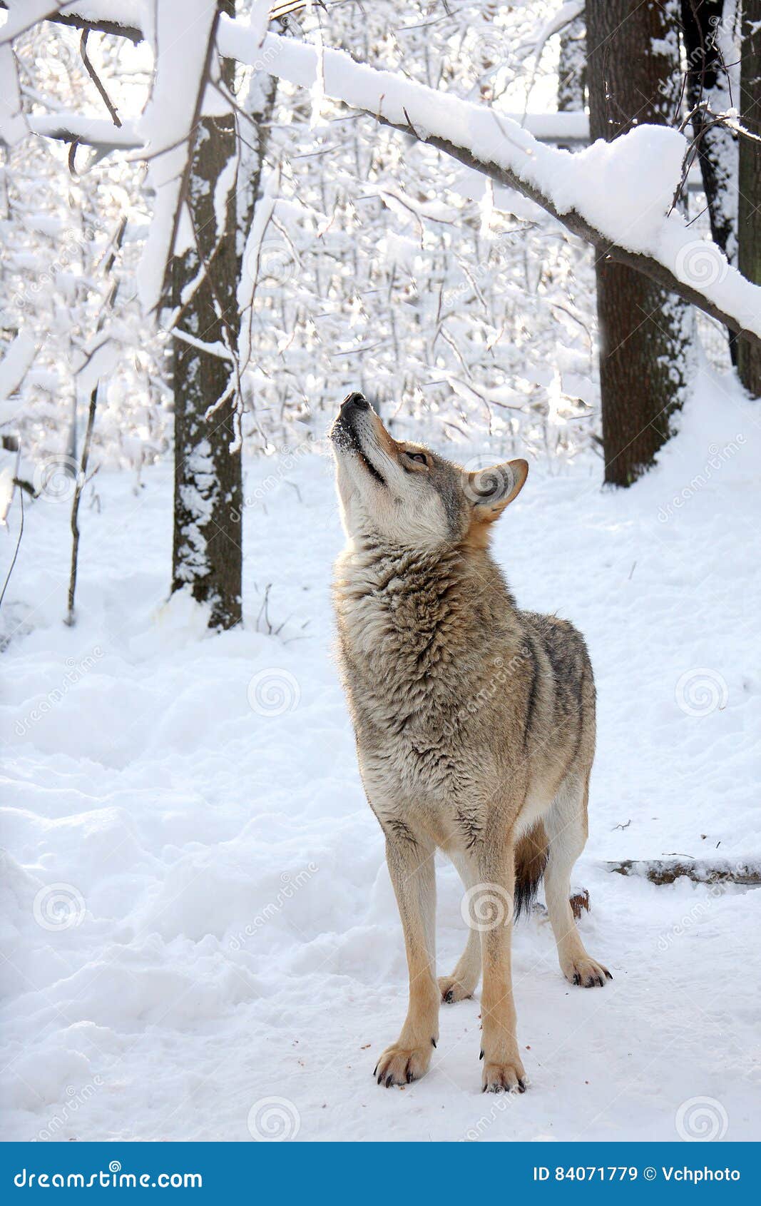 Steppe wolf stock image. Image of life, cold, frost, winter - 84071779