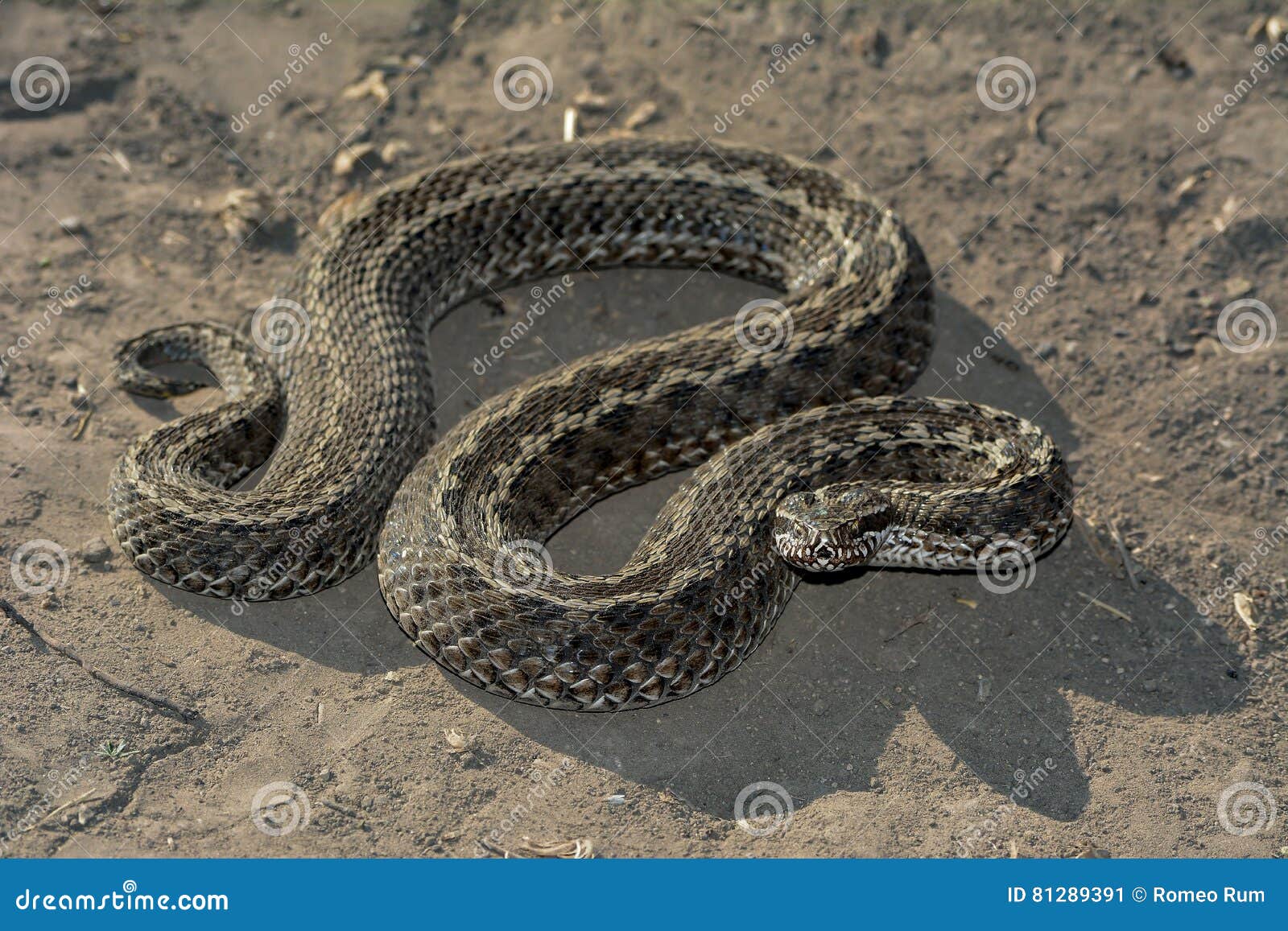 Steppeadder stock afbeelding. Image of acht, wild, basing - 81289391
