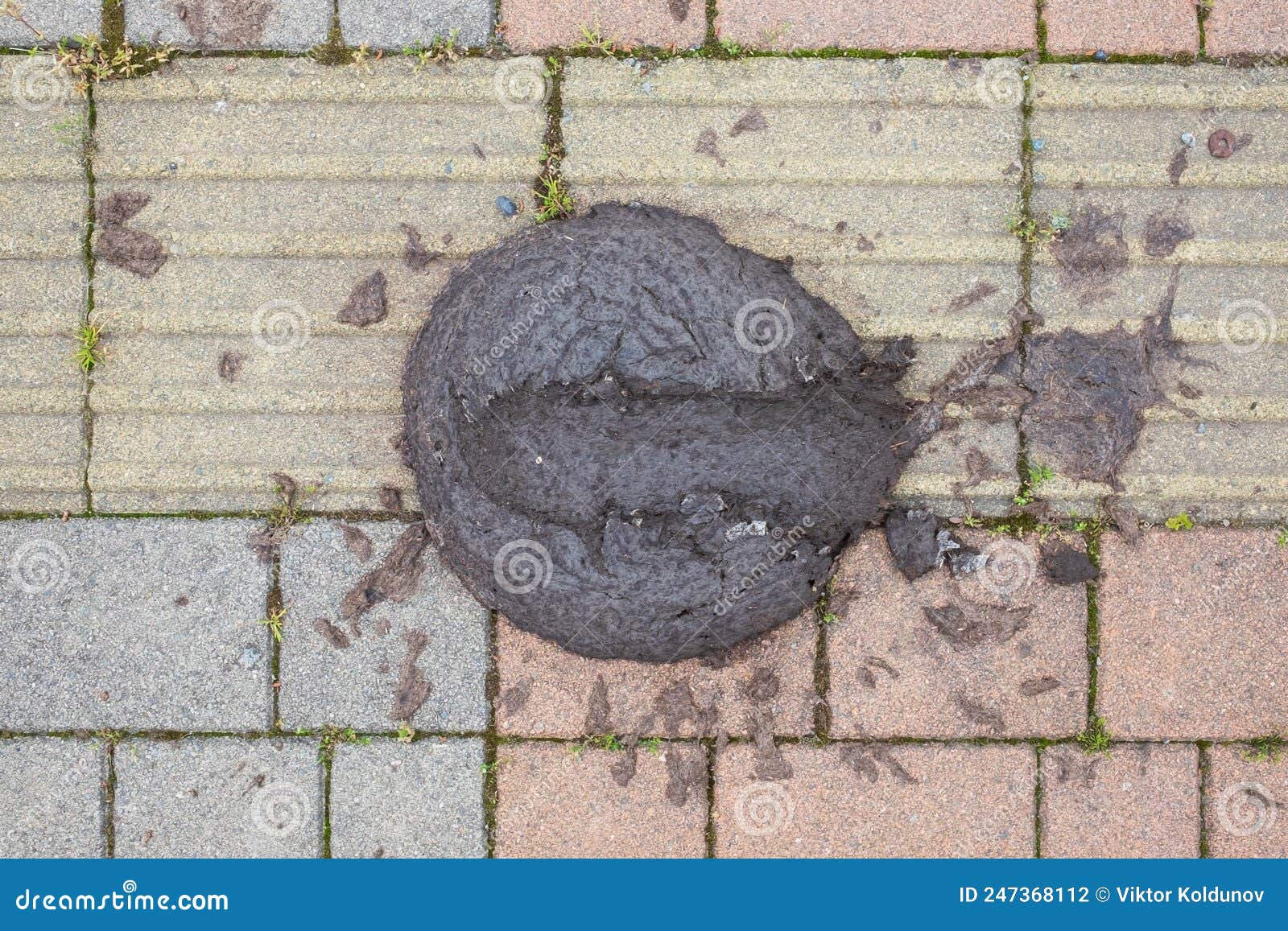 Poop Happens. Male Foot In Sport Shoe On Tire Track Over Animal ...