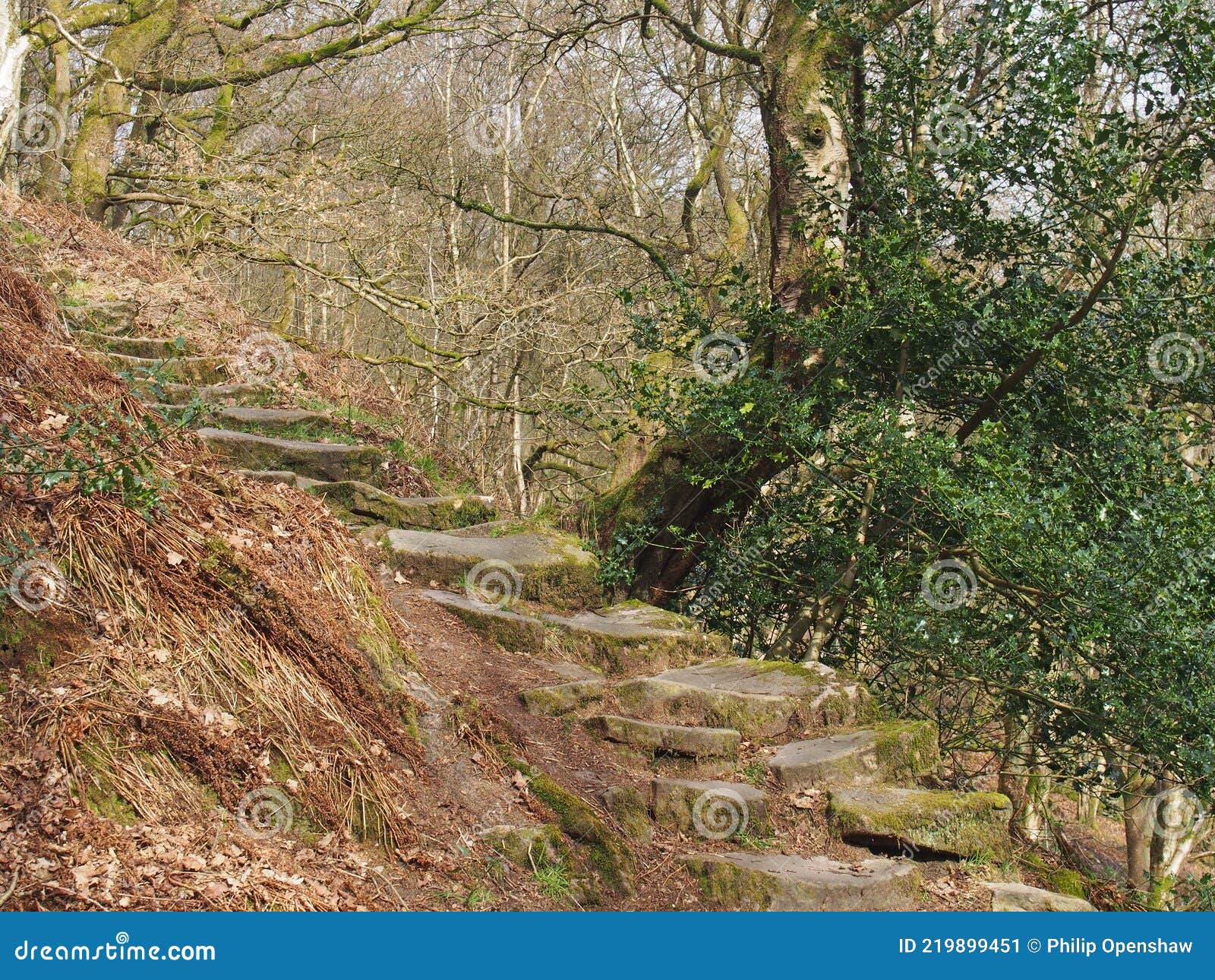 Stepped Path Going Uphill between Old Beech Trees in Woodland with ...