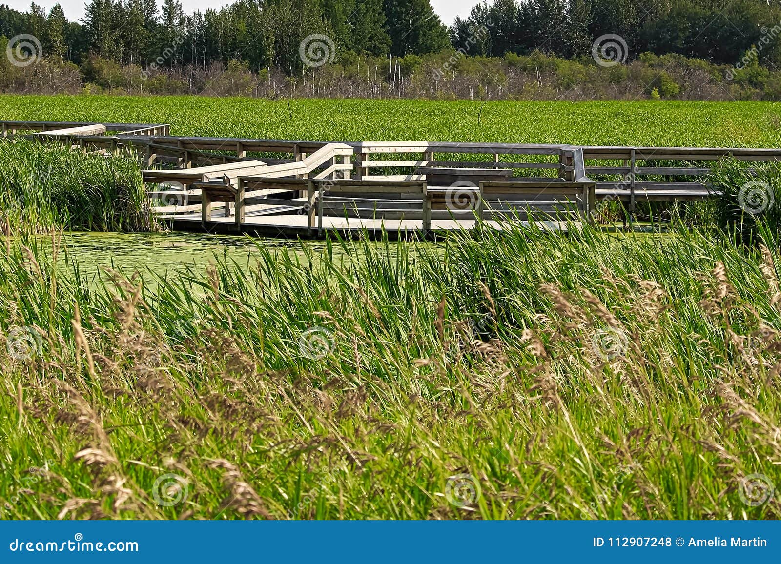 Stepped Platforms Allowing Users To Enjoy and Expore a Marsh Stock ...
