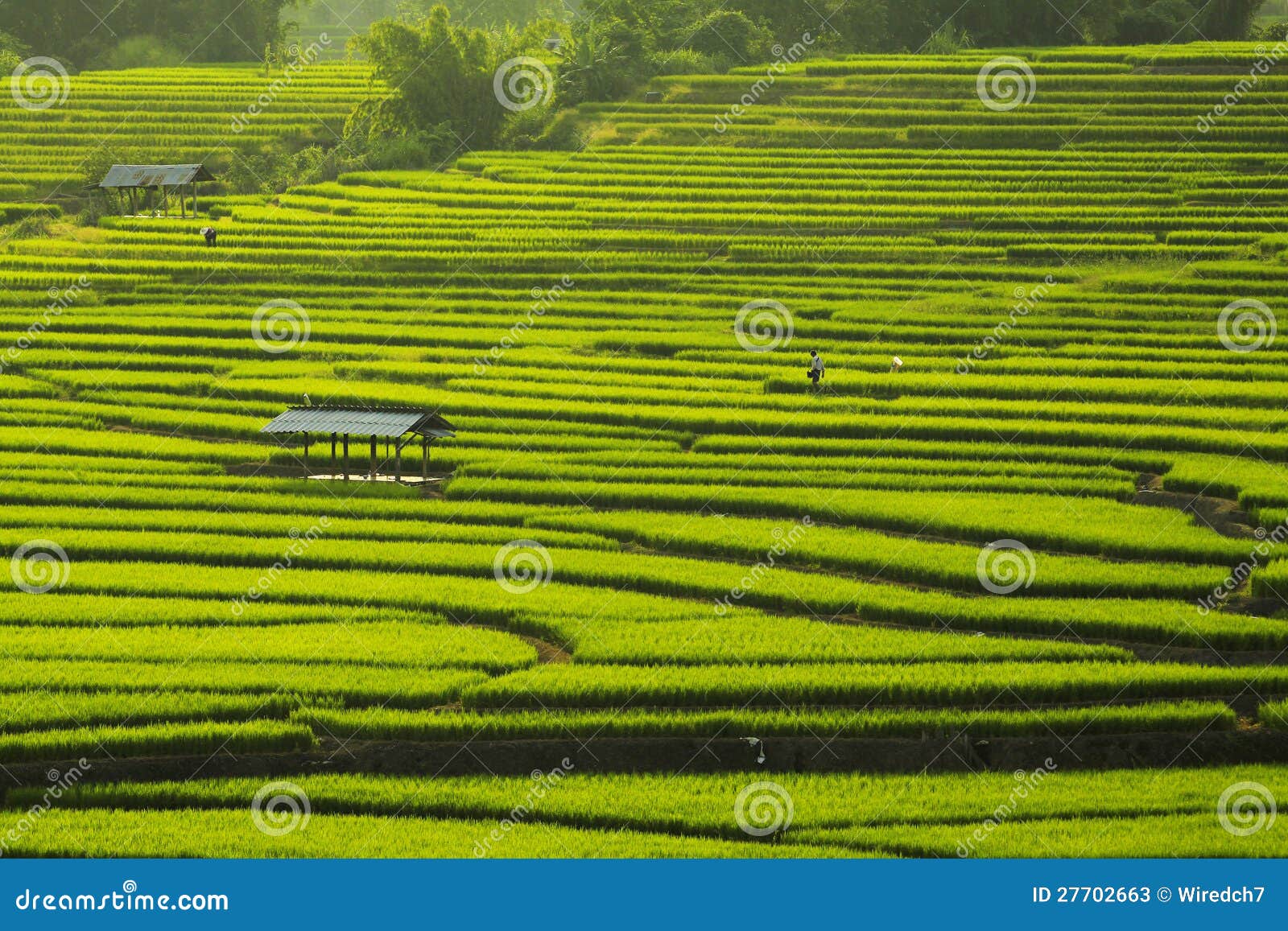 Stepped Rice Field stock image. Image of reflection, paddy - 27702663