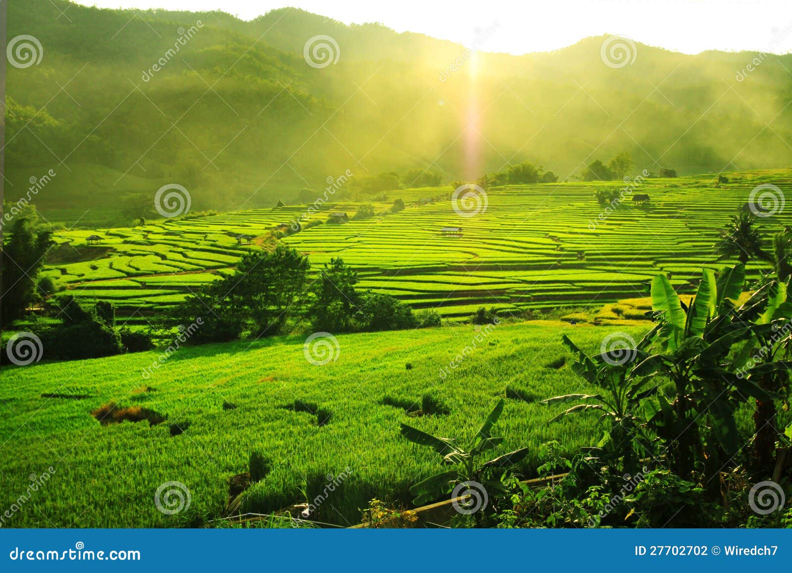 Stepped Rice Terraces With Young Rice Plants. Fields Of Local Farmers ...