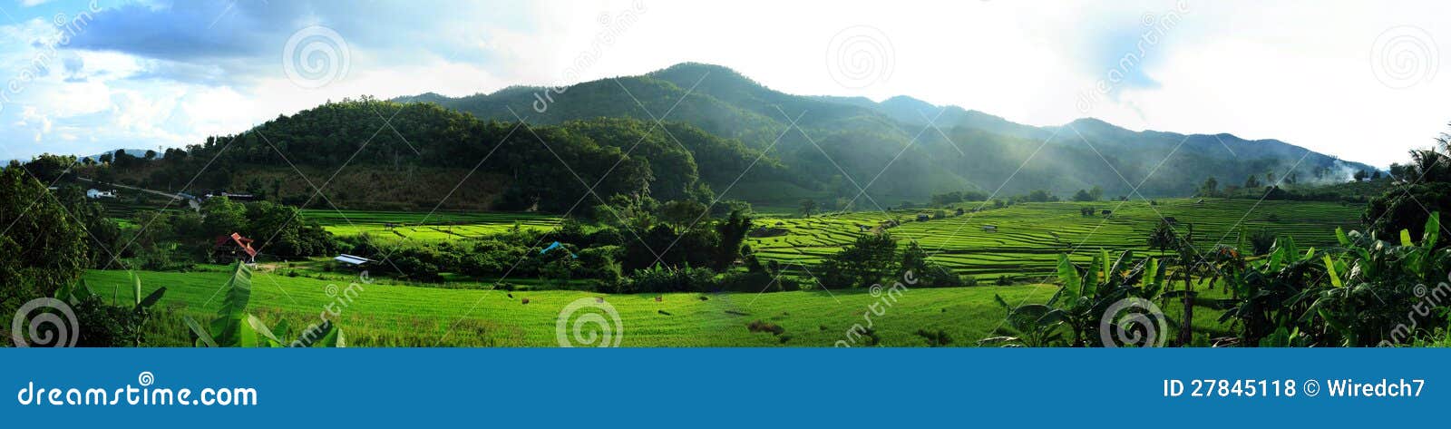 Stepped Rice Terraces With Young Rice Plants. Fields Of Local Farmers ...