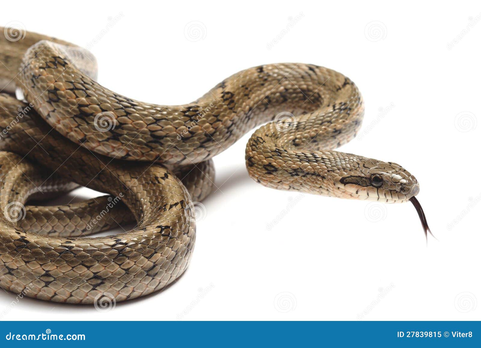 Found in South Korean forest, near DMZ : r/whatsthissnake