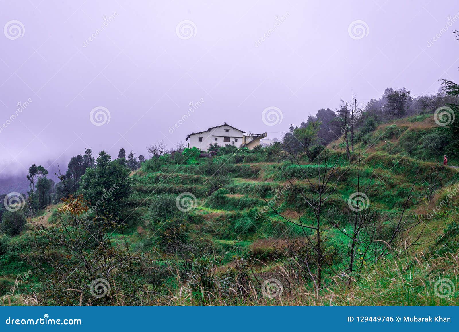 Stepping Fields in Himalayas Stock Photo - Image of himalaya, fields ...