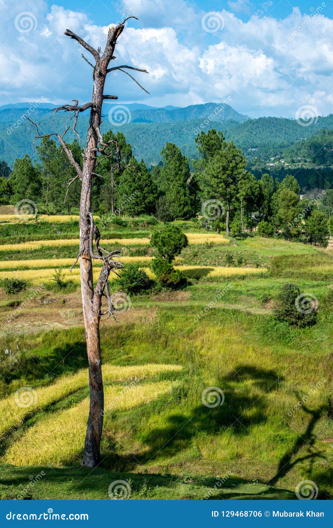 Stepping Fields in Mountains Stock Photo - Image of mountains, grow ...