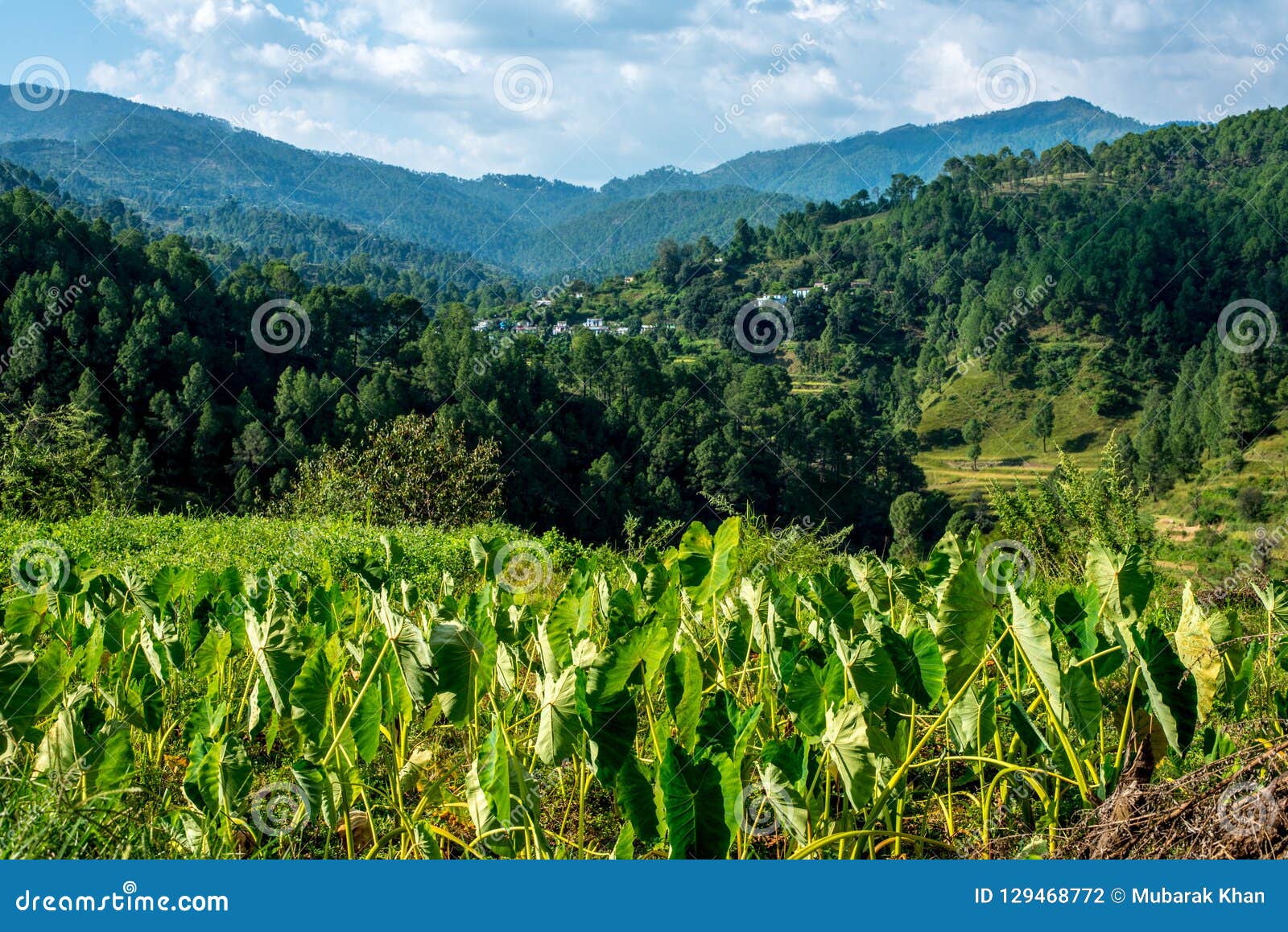 Stepping Fields in Mountains Stock Photo - Image of beautiful, hindu ...