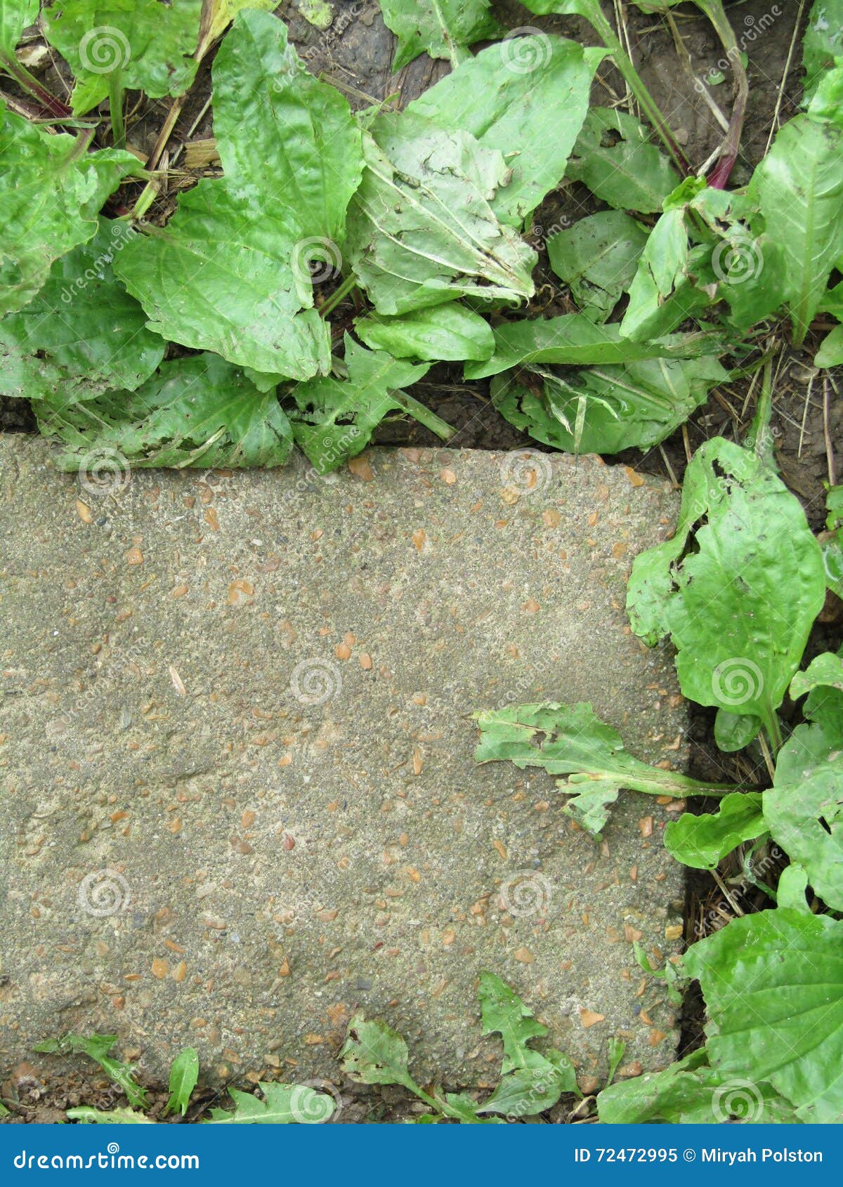 Stepping Stone Weeds stock image. Image of lawn, growing - 72472995