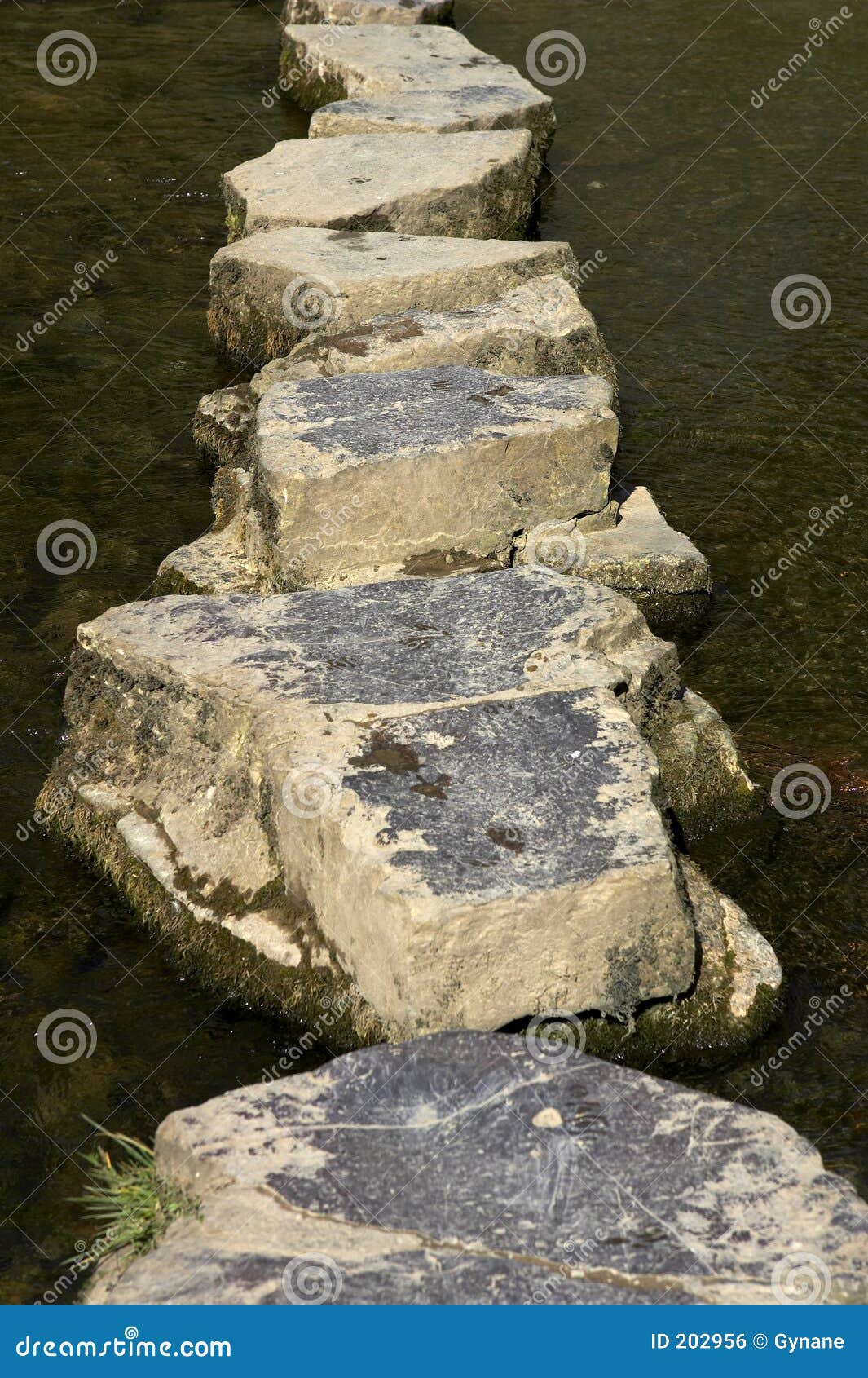 Stepping Stones Across River Stock Photo - Image of countryside, green ...