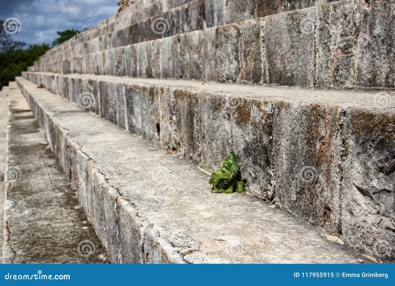 The Steps of the Ancient Mayan Pyramid with a Green Plant Stock Image ...