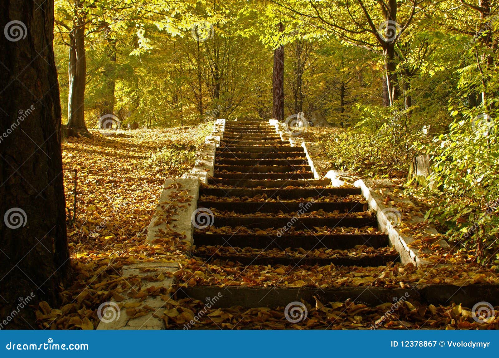 Steps in autumn forest stock image. Image of fall, leaf - 12378867
