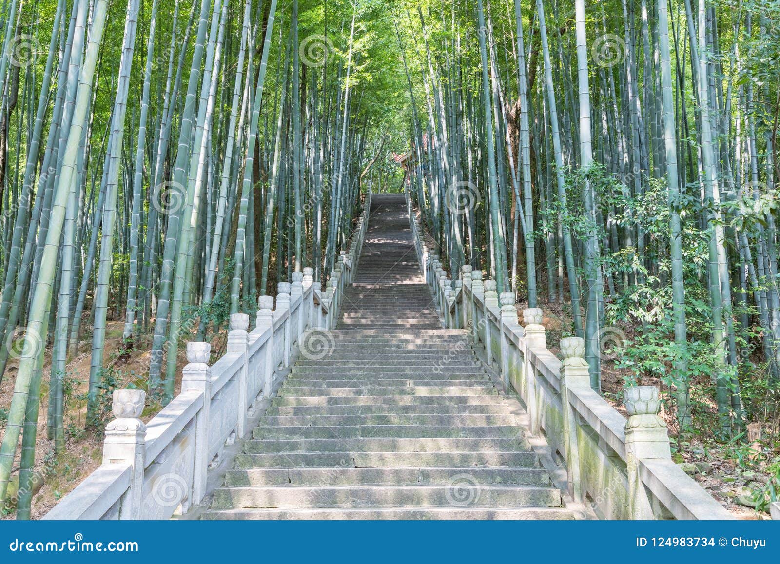 Steps and bamboo forests stock photo. Image of forest - 124983734