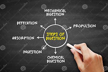 Steps of Digestion Mind Map, Text Concept for Presentations and Reports ...