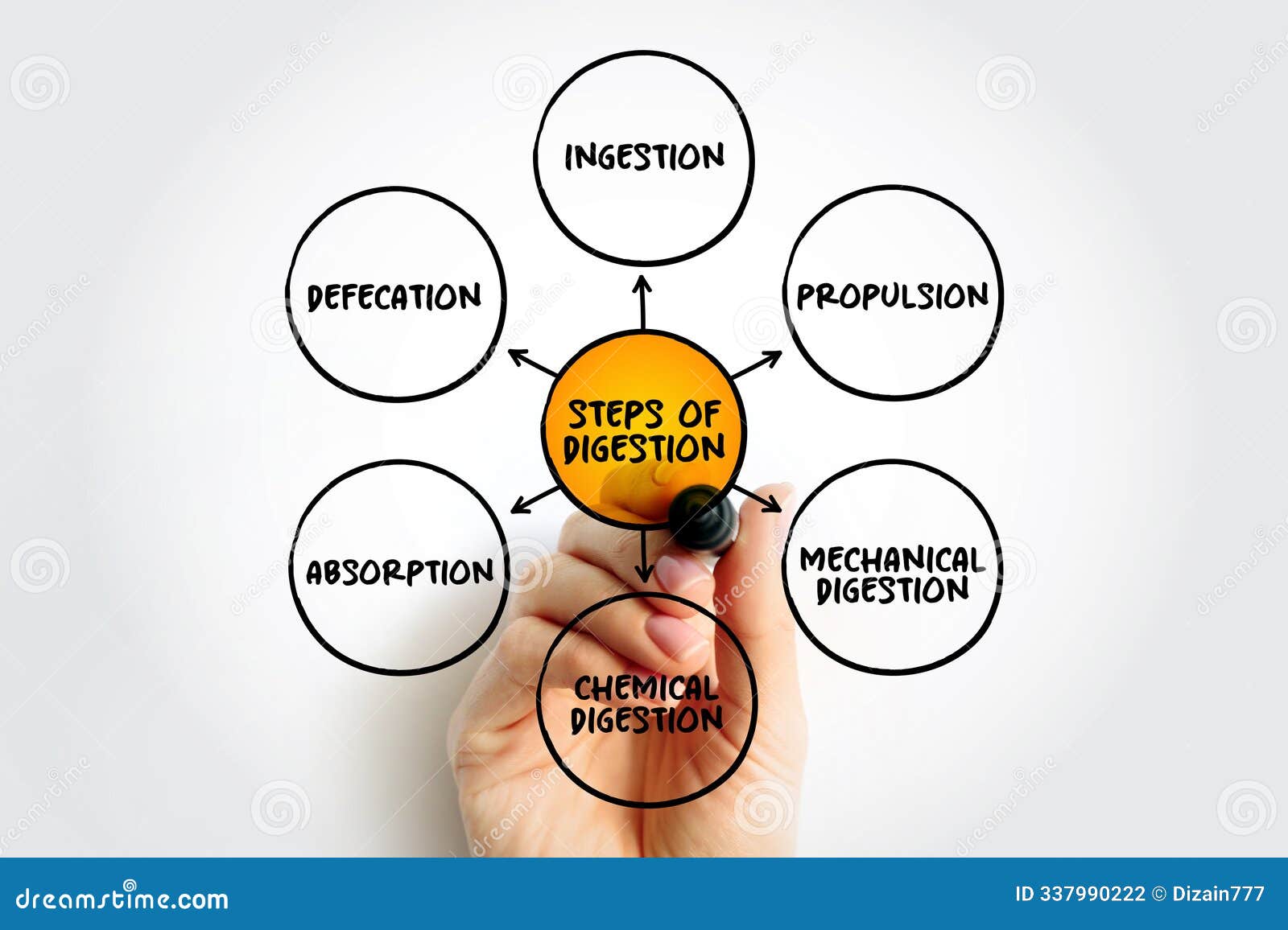 Steps of Digestion Mind Map, Text Concept for Presentations and Reports ...