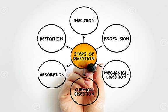 Steps of Digestion Mind Map, Text Concept for Presentations and Reports ...