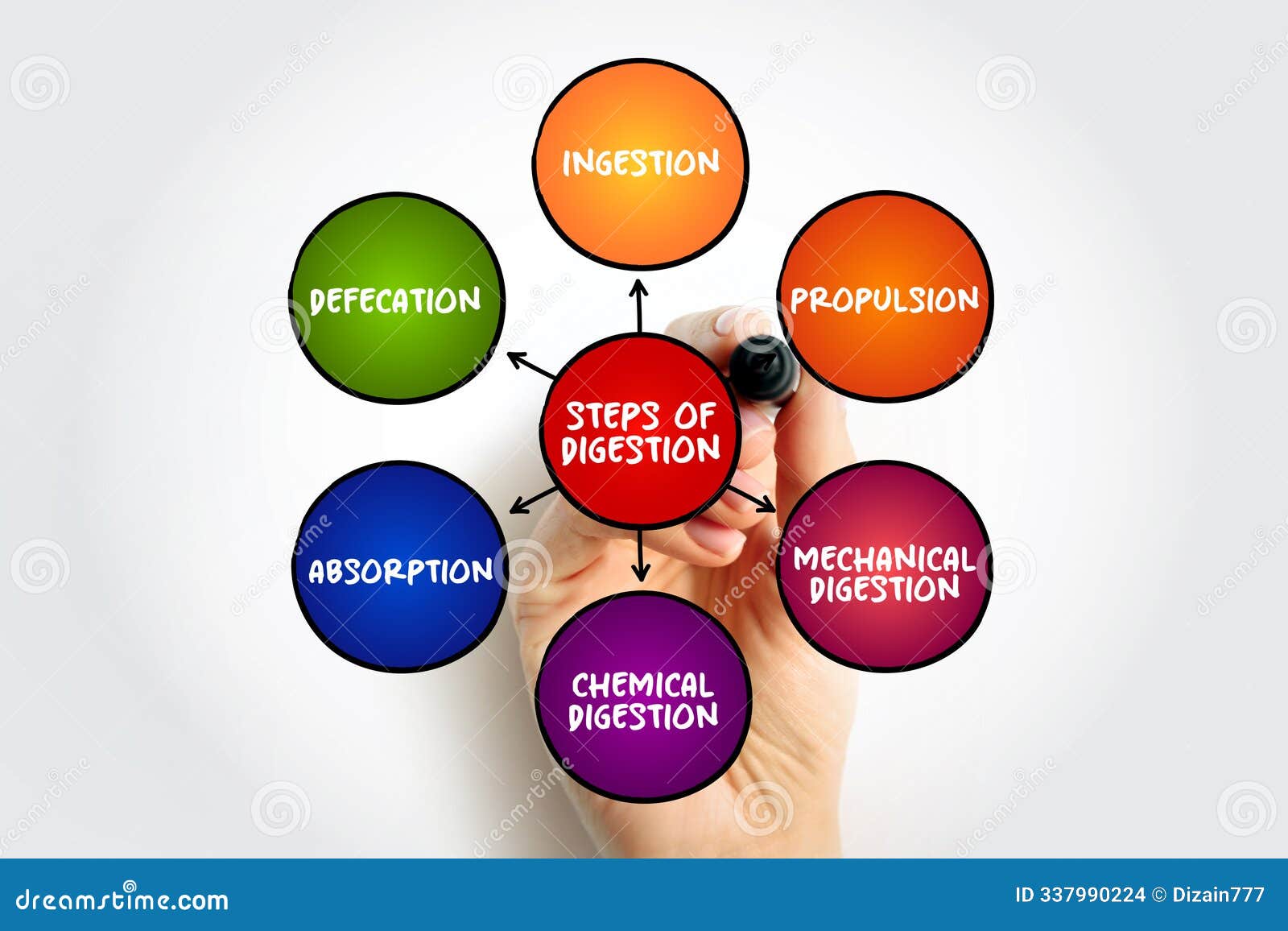 Steps of Digestion Mind Map, Text Concept for Presentations and Reports ...