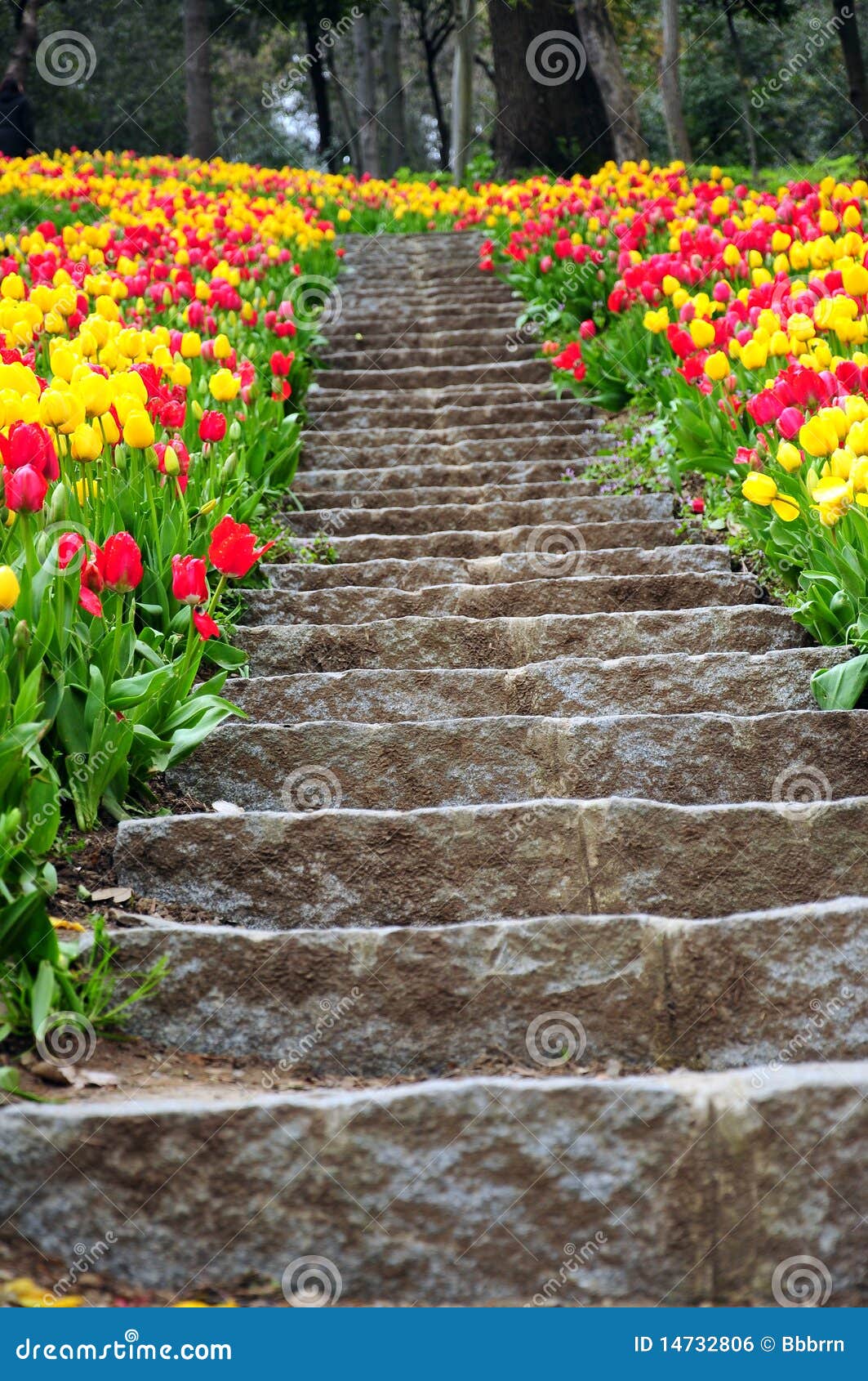 Steps and flowers stock photo. Image of explore, foliage - 14732806