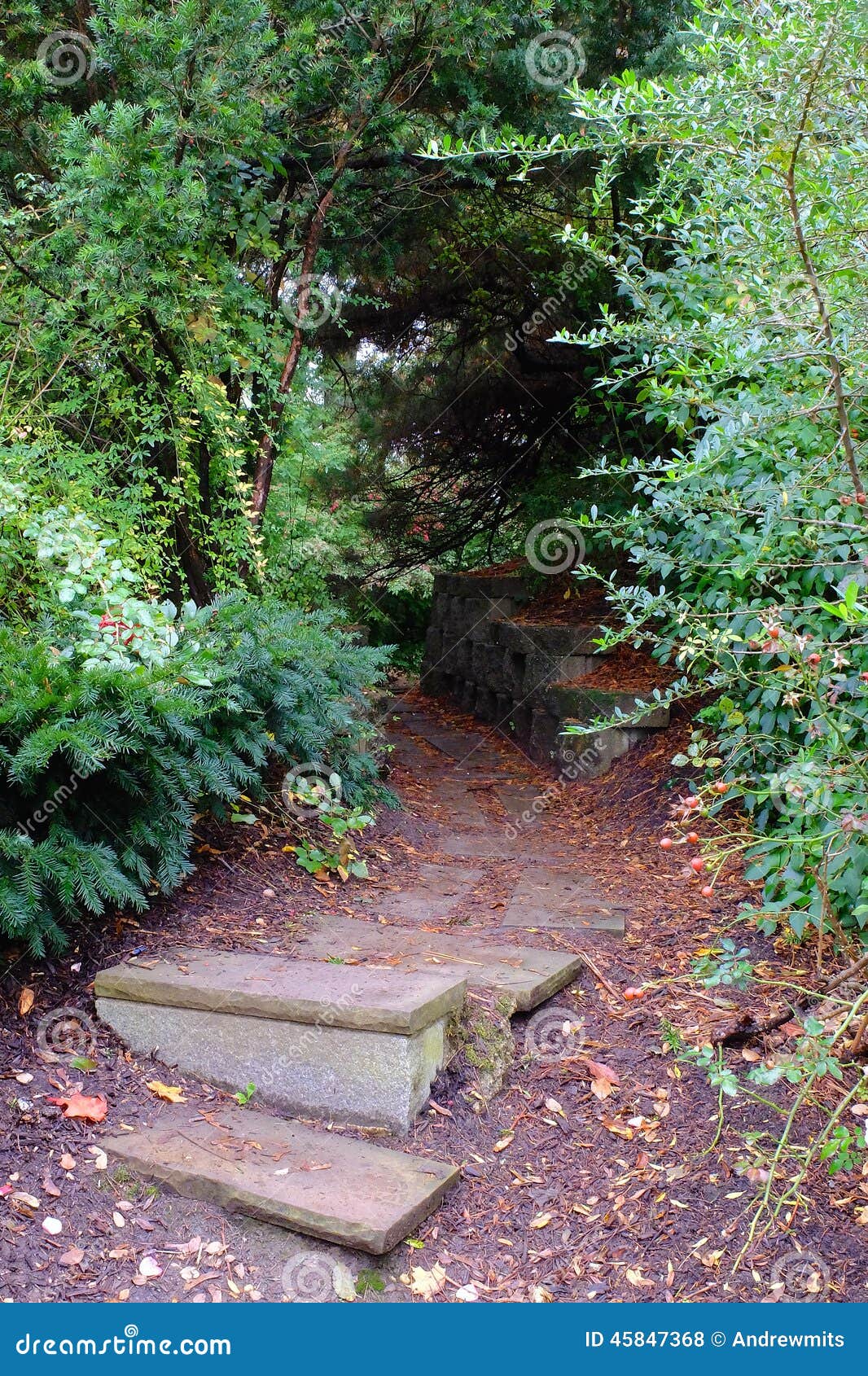 Steps into Foreboding Garden Stock Photo - Image of path, wood: 45847368