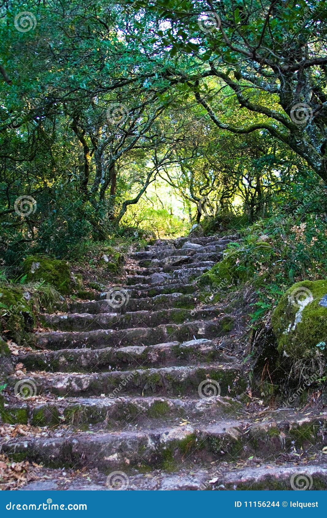 Steps in the forest stock photo. Image of tranquil, nature - 11156244