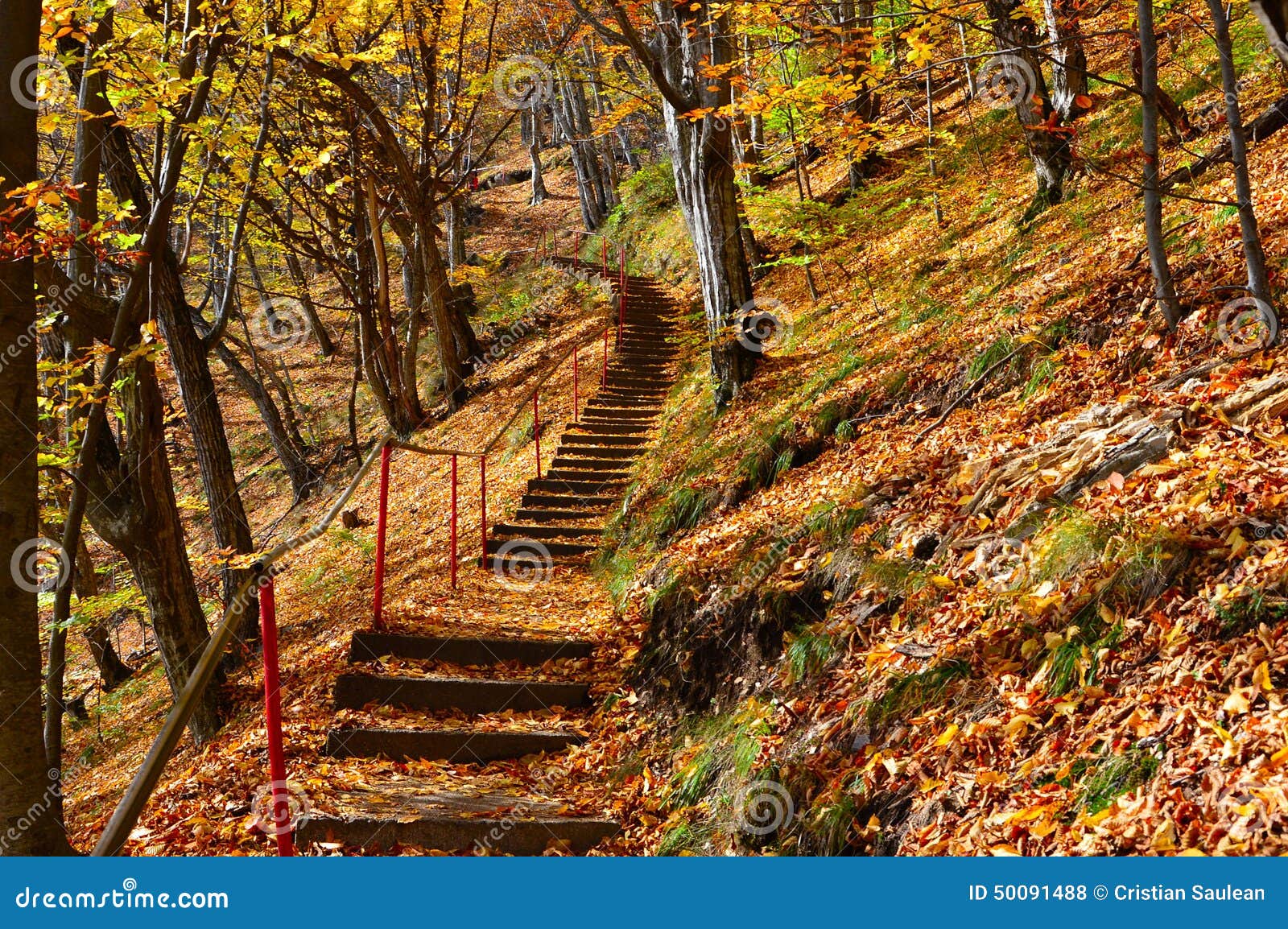 Steps in forest stock photo. Image of step, mist, access - 50091488