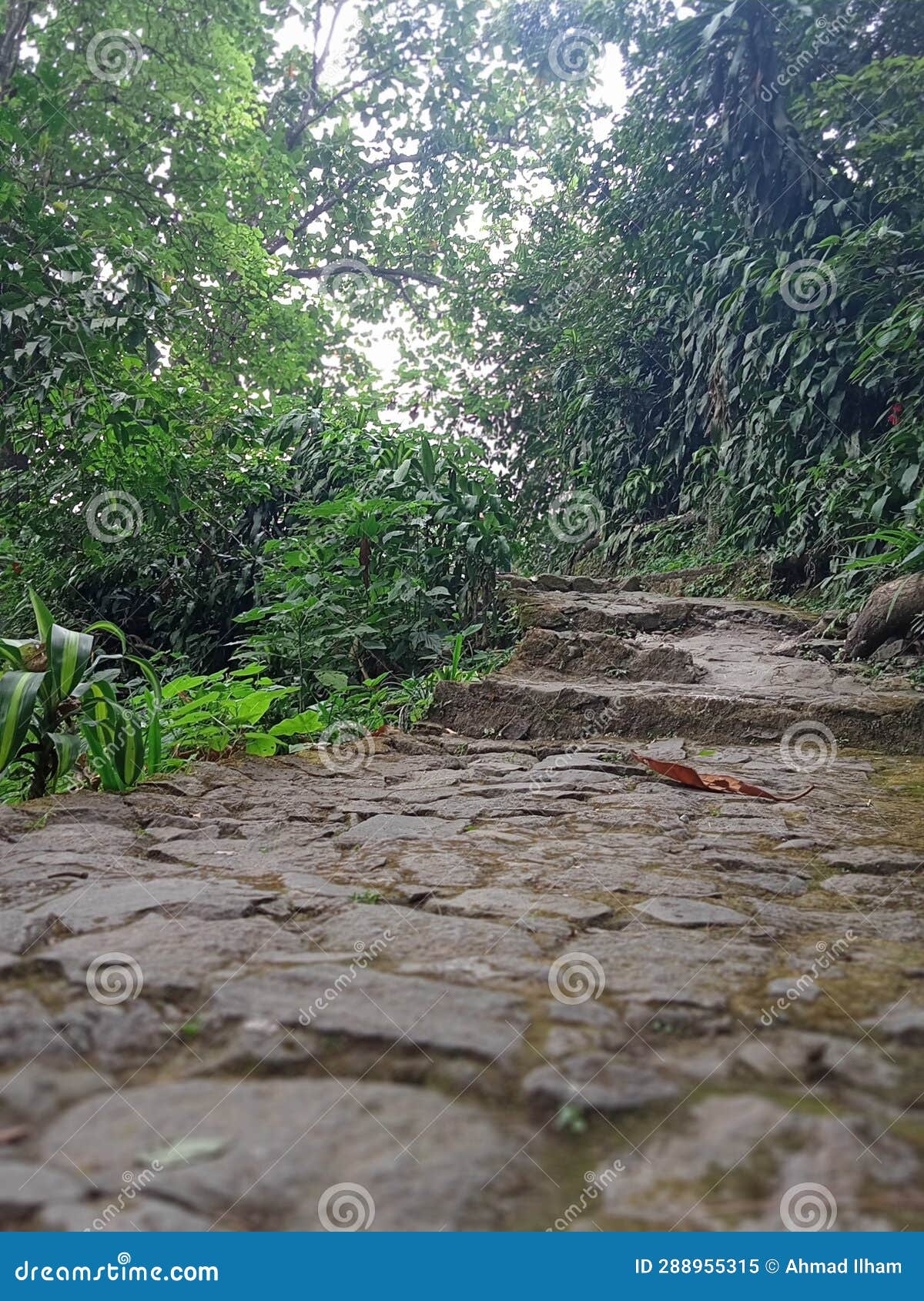 Steps in the forest stock image. Image of forest, steps - 288955315