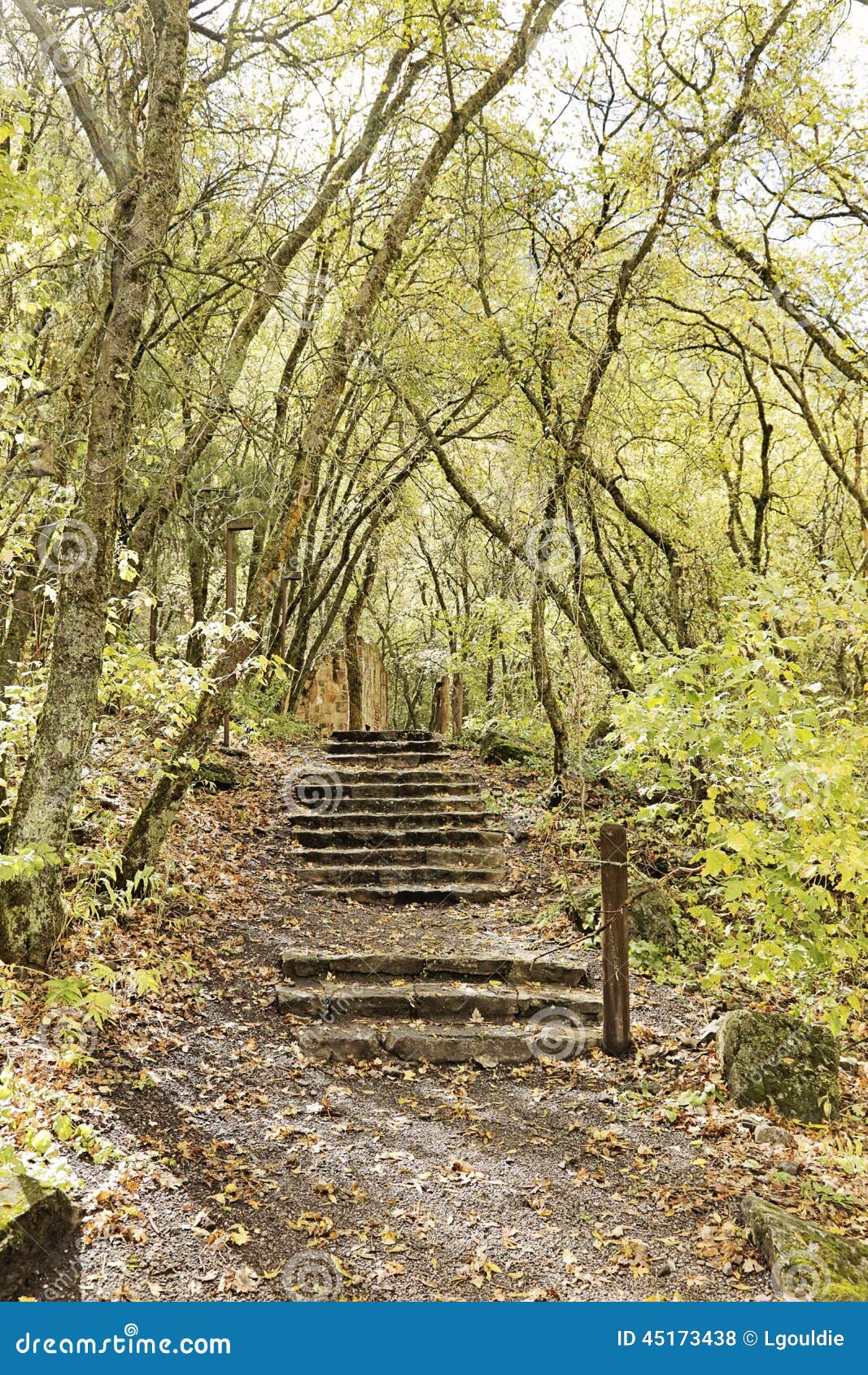 Steps in forest stock photo. Image of leading, stone - 45173438