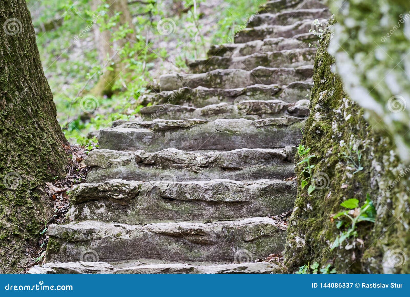 Steps in the forest stock image. Image of direction - 144086337