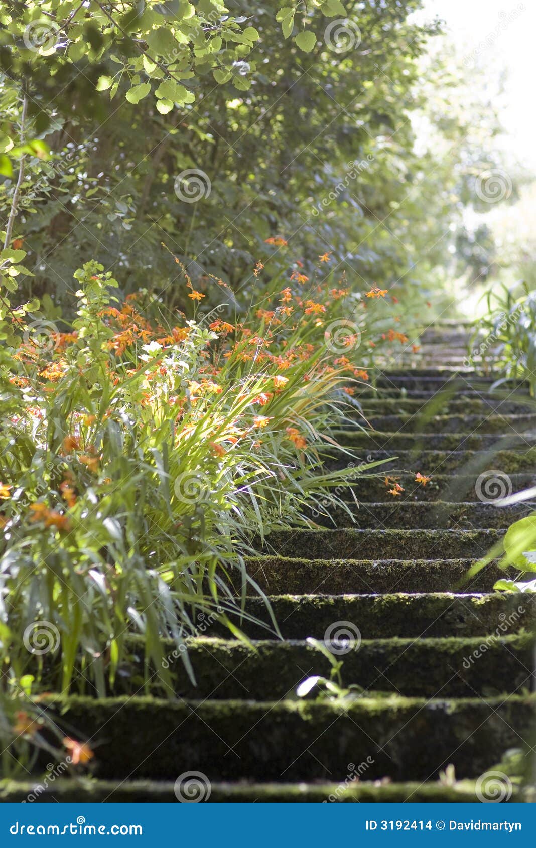 Steps garden stock photo. Image of combination, blooming - 3192414