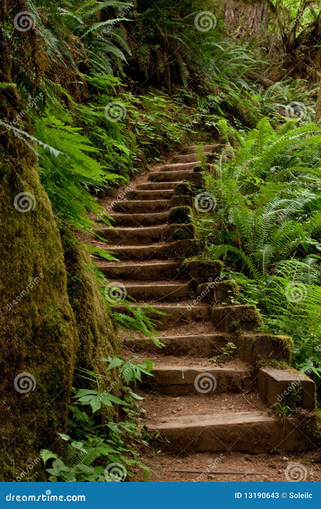 Steps Going Up in the Forest Stock Image - Image of wilderness, nature ...