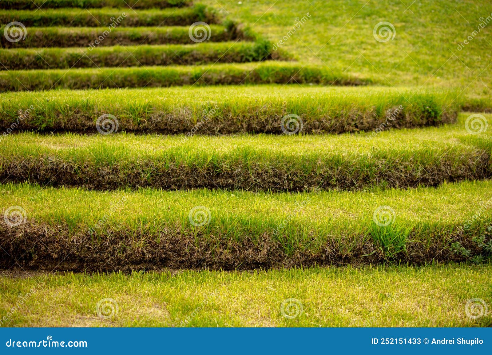 Steps on the Ground from the Grass of the Lawn. Stock Image - Image of ...
