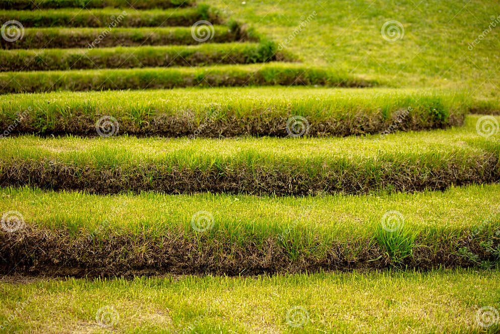 Steps on the Ground from the Grass of the Lawn. Stock Image - Image of ...