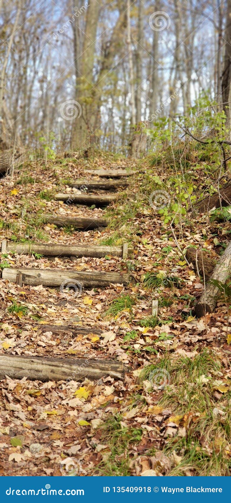 Steps on a hiking trail stock photo. Image of fall, trail - 135409918