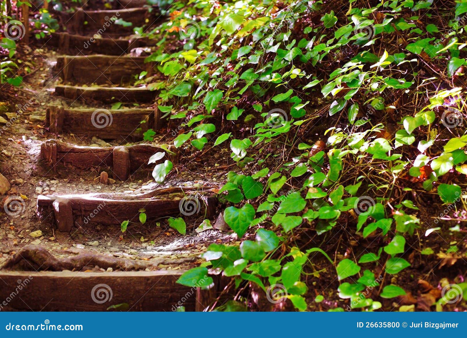 Steps Leaders Upwards in Wood Stock Photo - Image of countryside ...