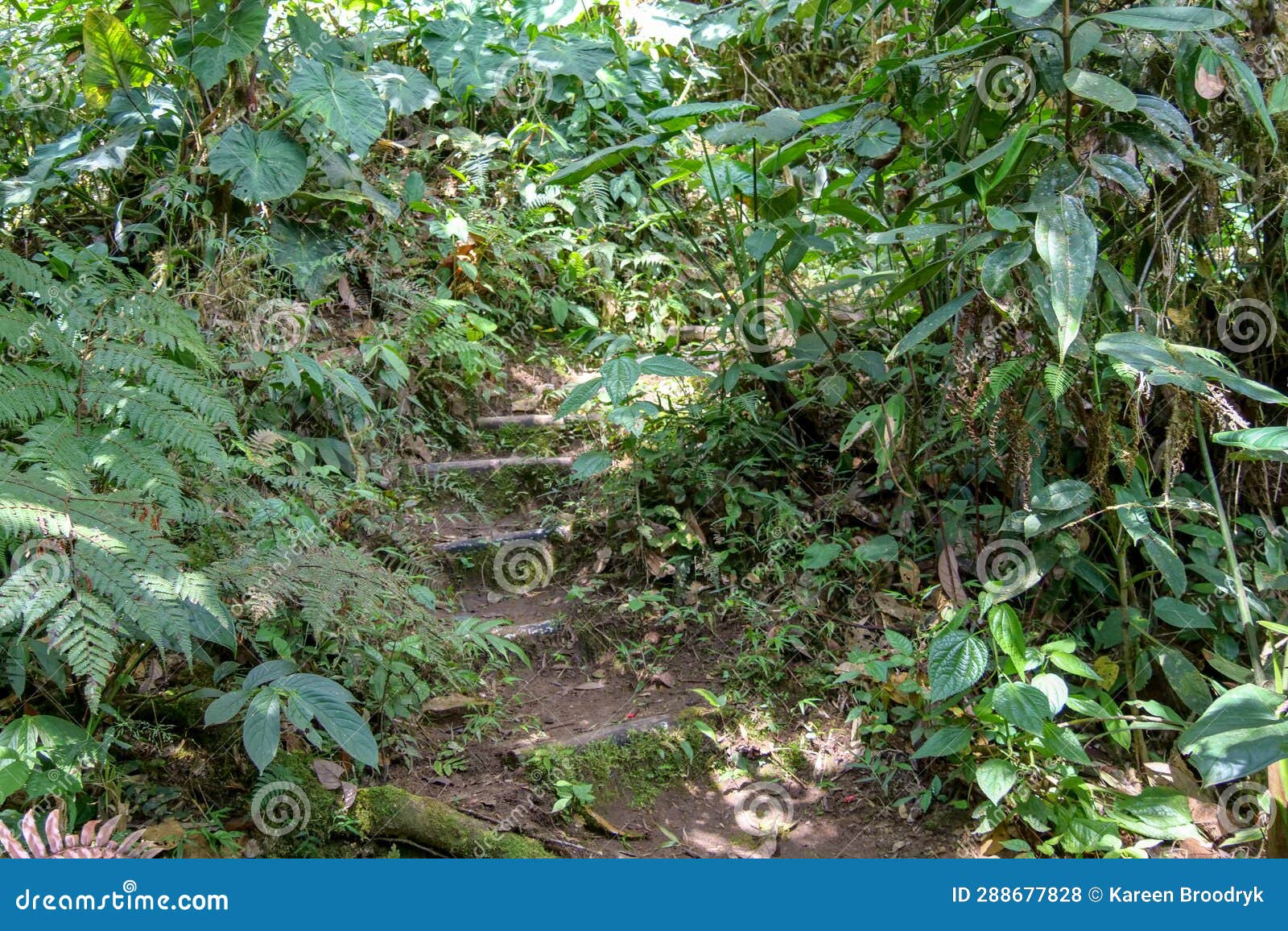 Steps Leading Up in a Green Lush Overgrown Forest Path. Stock Photo ...