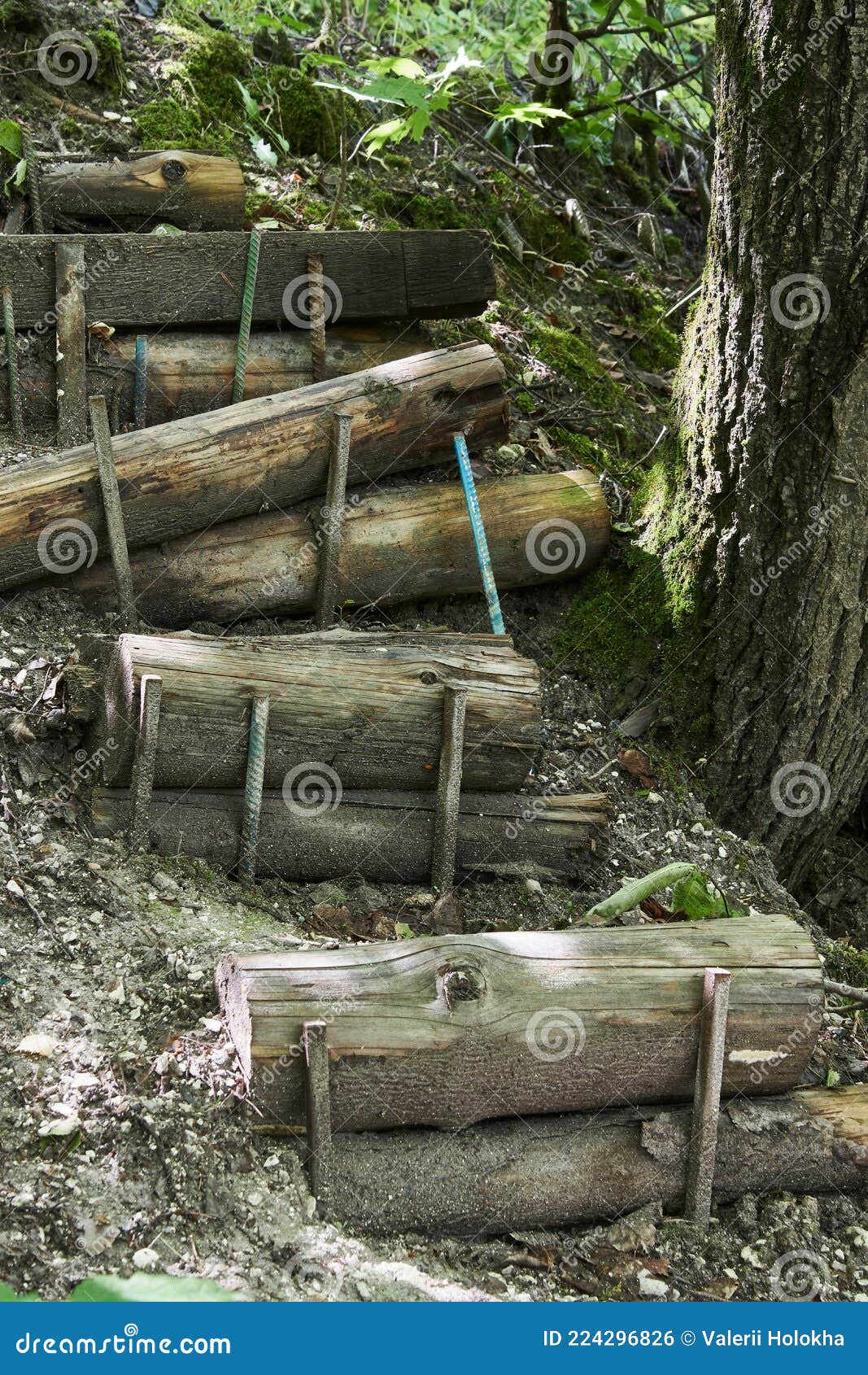 Stepped Descent Made of Logs from a Slope in the Forest Stock Photo ...